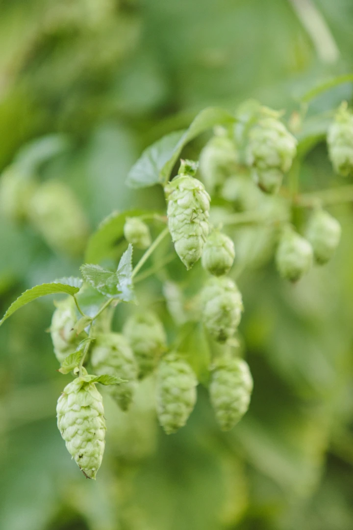 Humulus lupulus… o Lúpulo para los amigos - Lupia