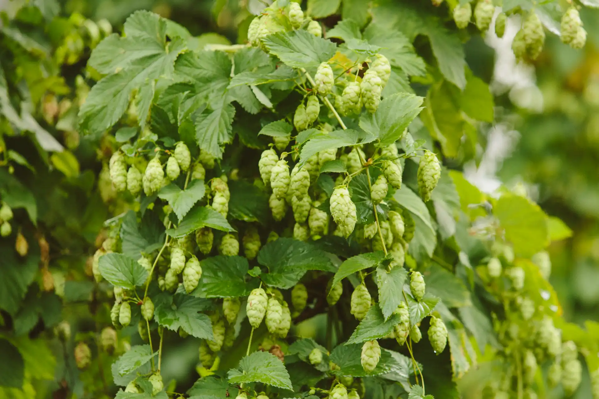 Humulus lupulus… o Lúpulo para los amigos - Lupia